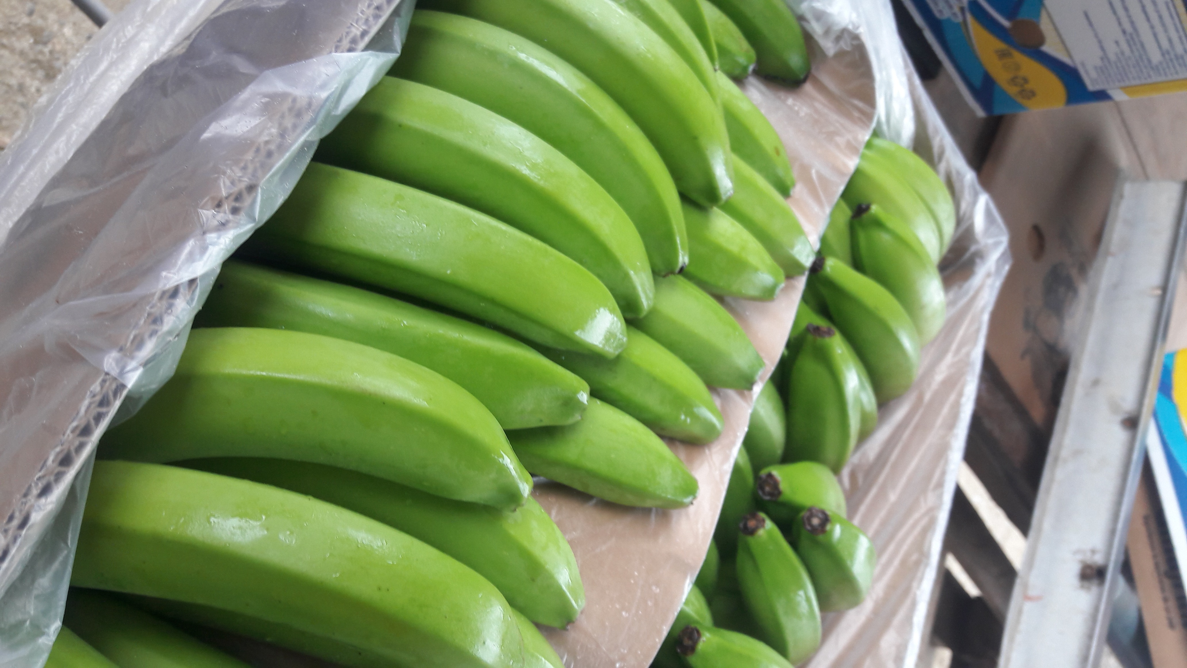 D Leo Fruit S.A.S | ConnectAmericas