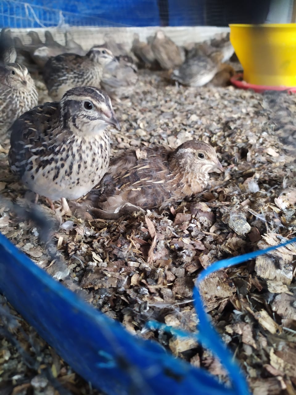 granja de codornices | ConnectAmericas