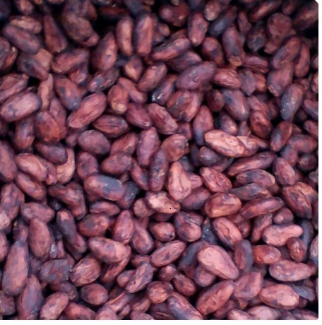 COCOA FARMS MEXICO | ConnectAmericas