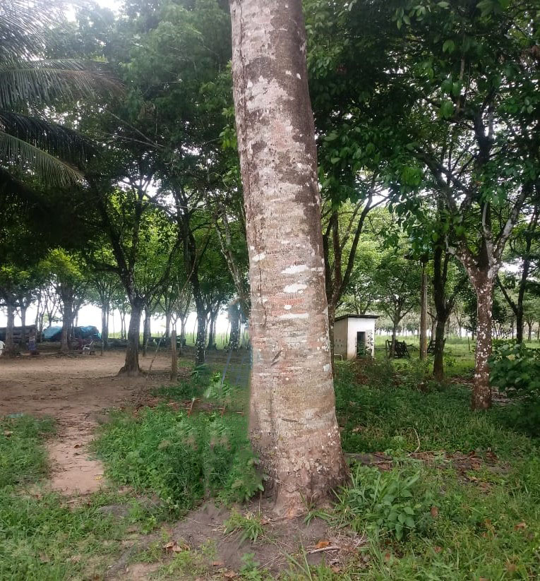 ITHACUS BRASIL | ConnectAmericas