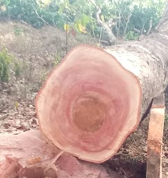 ITHACUS BRASIL | ConnectAmericas